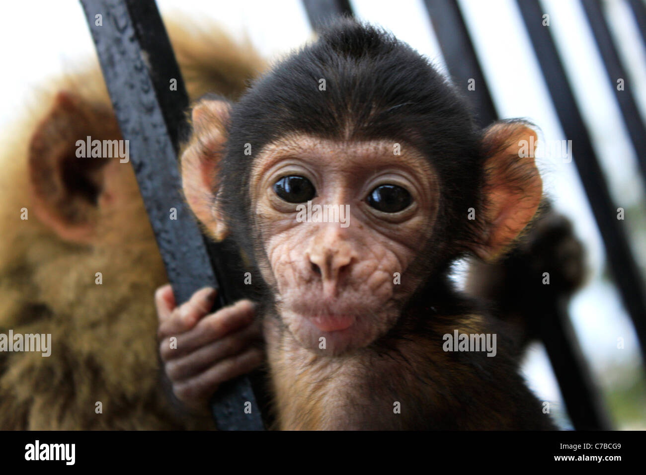 Barbary macaques monkeys in gibraltar hi-res stock photography and ...