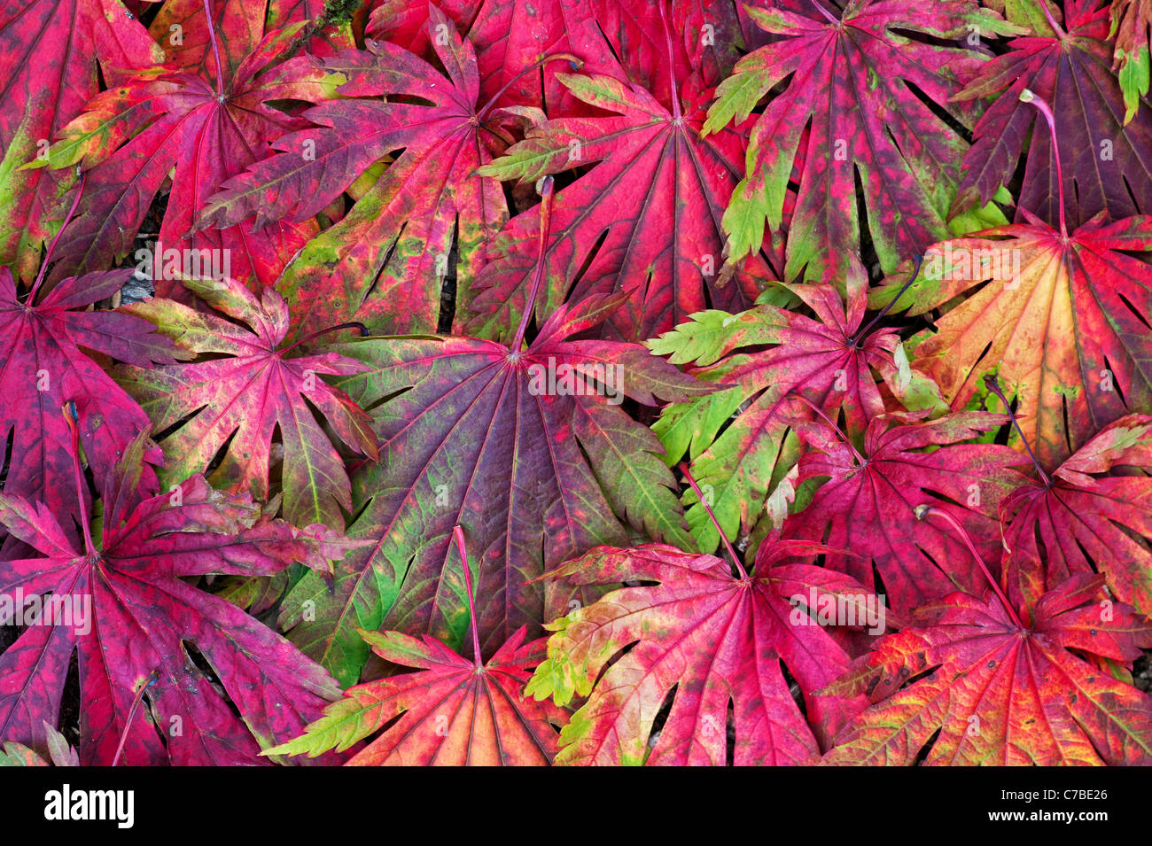 Acer Japonicum Attaryi leaves. Japanese Maple leaves changing colour in ...