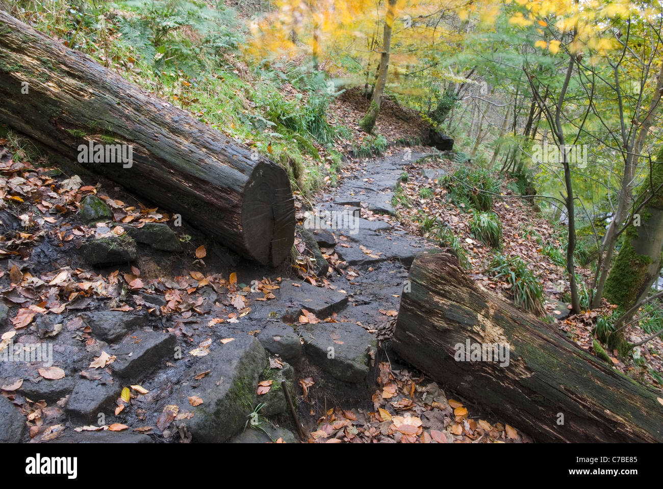 Dissected log lying across a footpath in Hebden Dale, near Hebden ...
