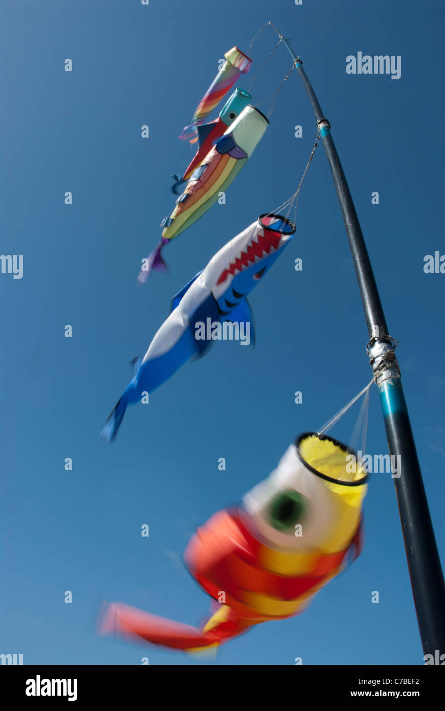 Kite Fish High Resolution Stock Photography and Images - Alamy
