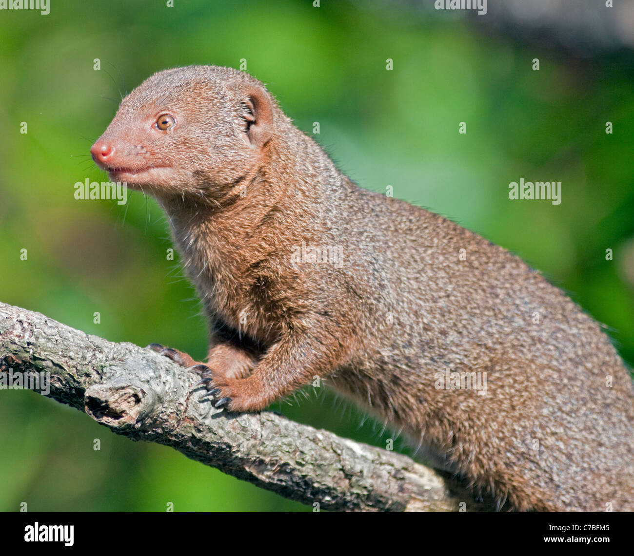 Mongoose hi-res stock photography and images - Alamy