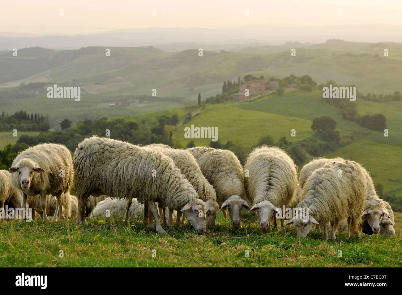 Sheep in idyllic hilly landscape, Tuscany, Italy, Europe Stock Photo ...
