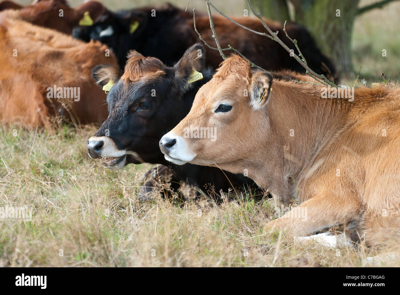 Young cows at Sandwell Valley Park in the West Midlands Stock Photo - Alamy