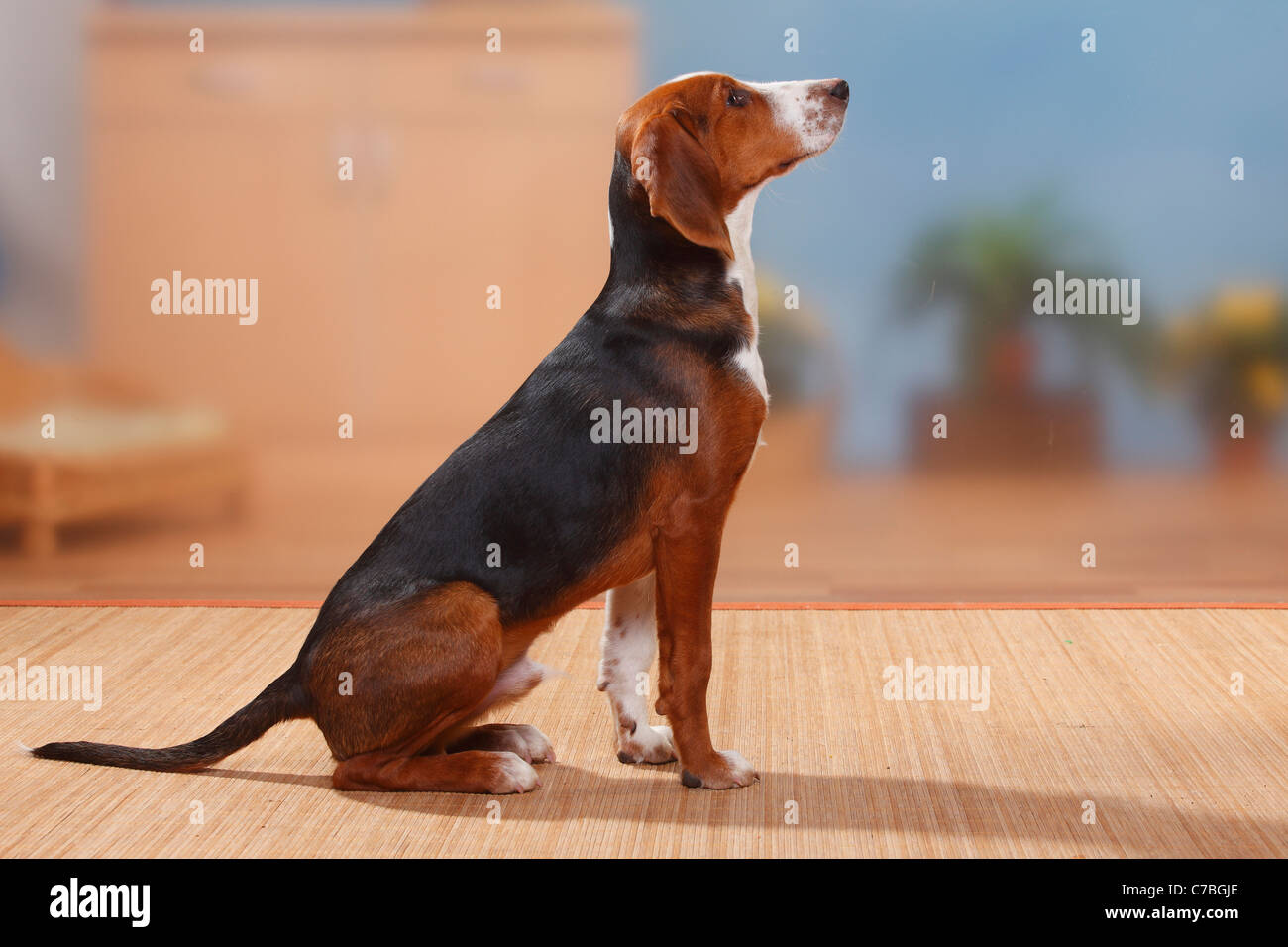 German Hound, male, 6 months / Deutsche Bracke, side Stock Photo - Alamy
