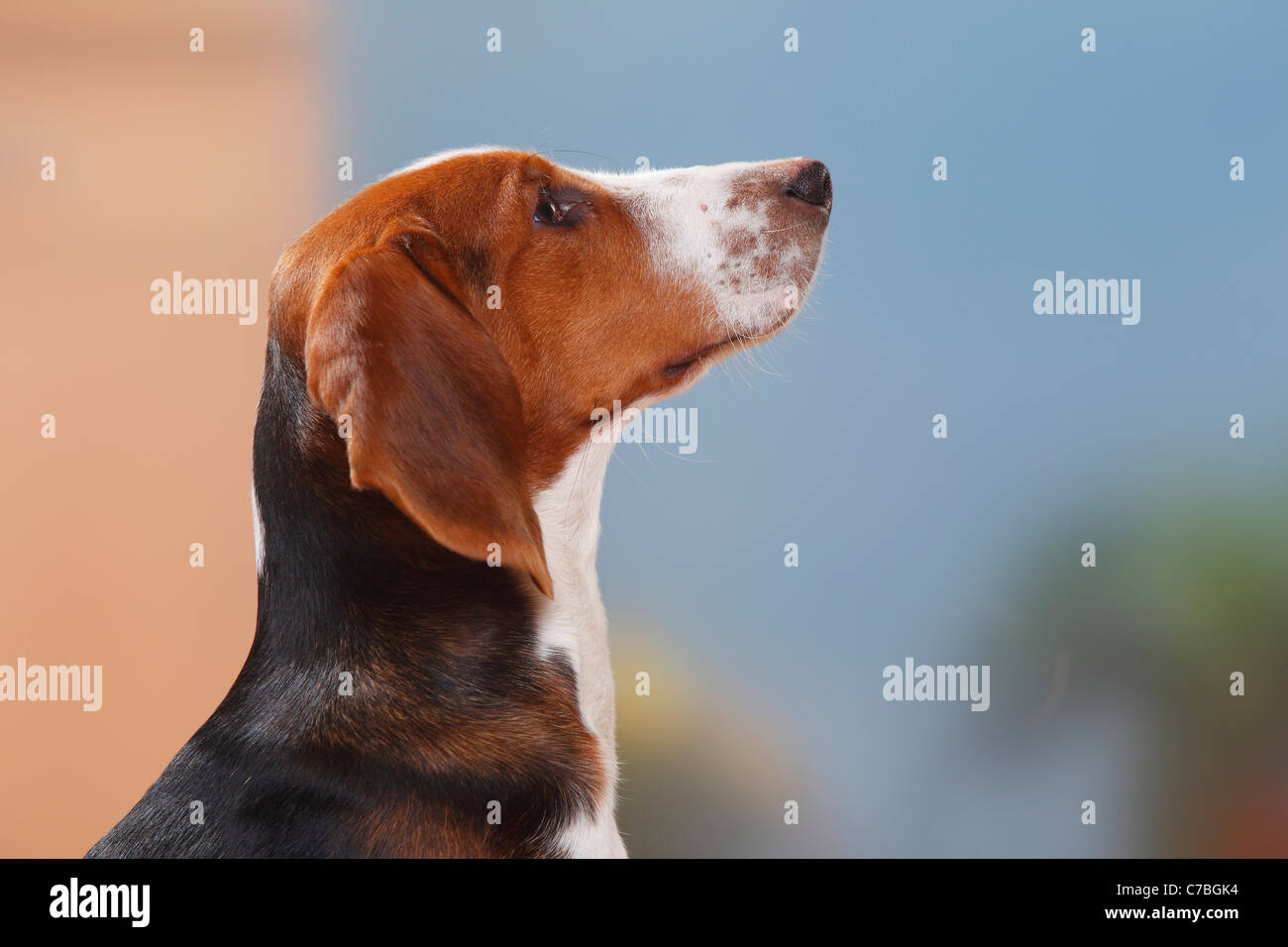 German Hound, male, 6 months / Deutsche Bracke, profile, side Stock ...