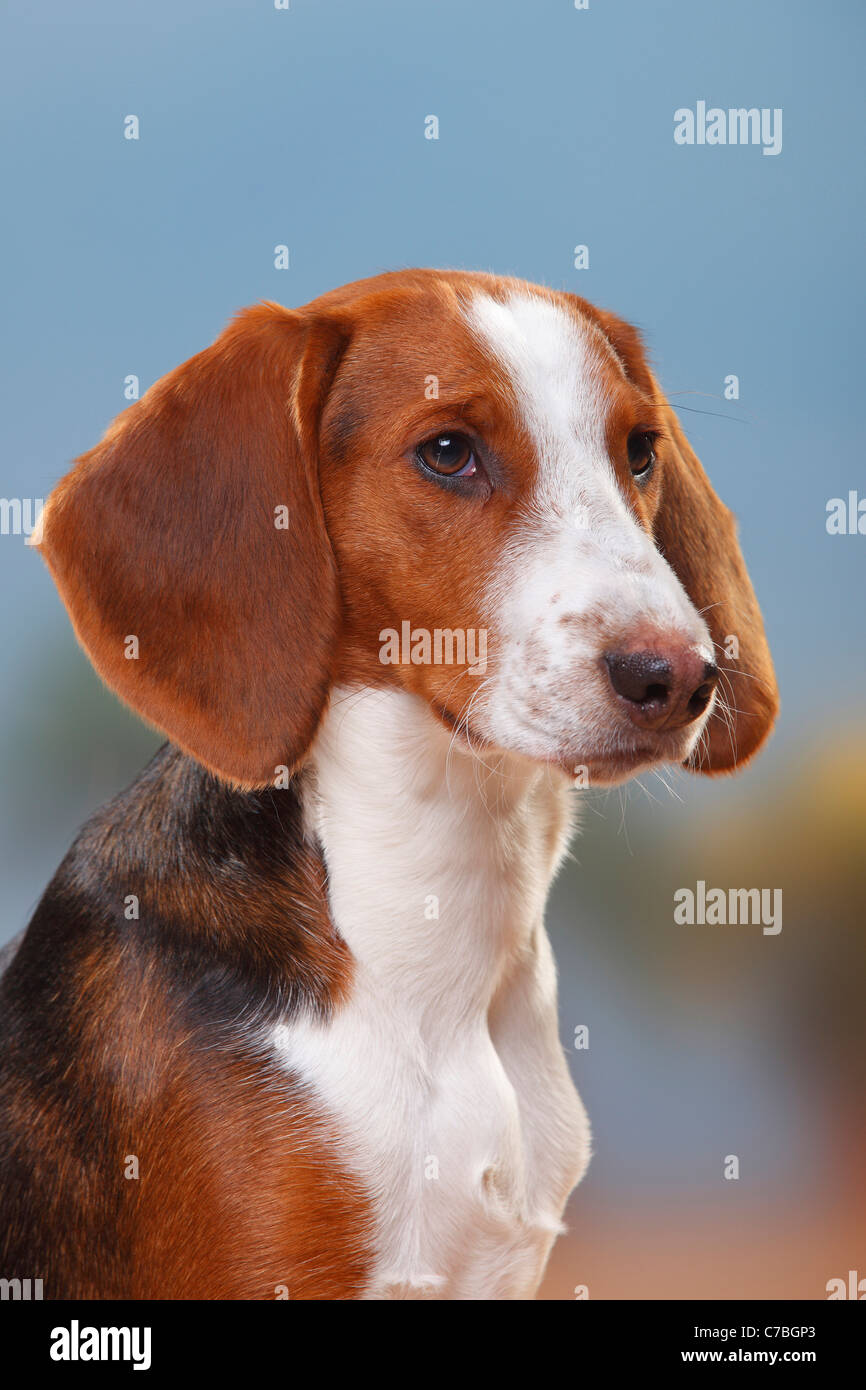 German Hound, male, 6 months / Deutsche Bracke Stock Photo - Alamy