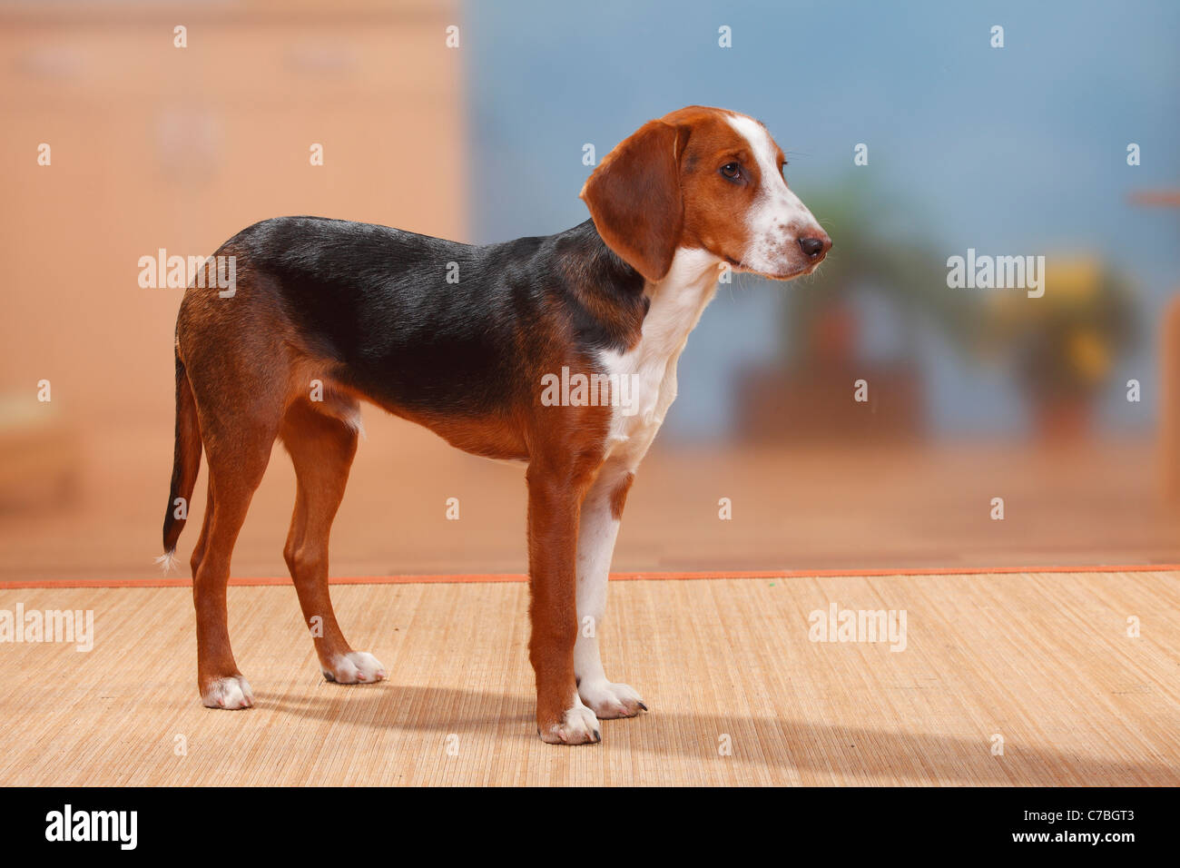 German Hound, male, 6 months / Deutsche Bracke Stock Photo - Alamy