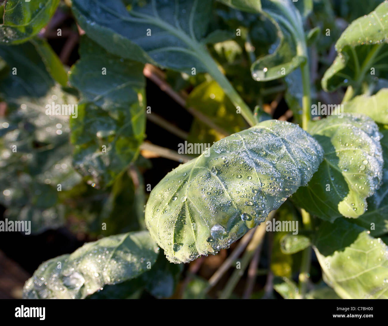 Cabbage in frost hi-res stock photography and images - Alamy