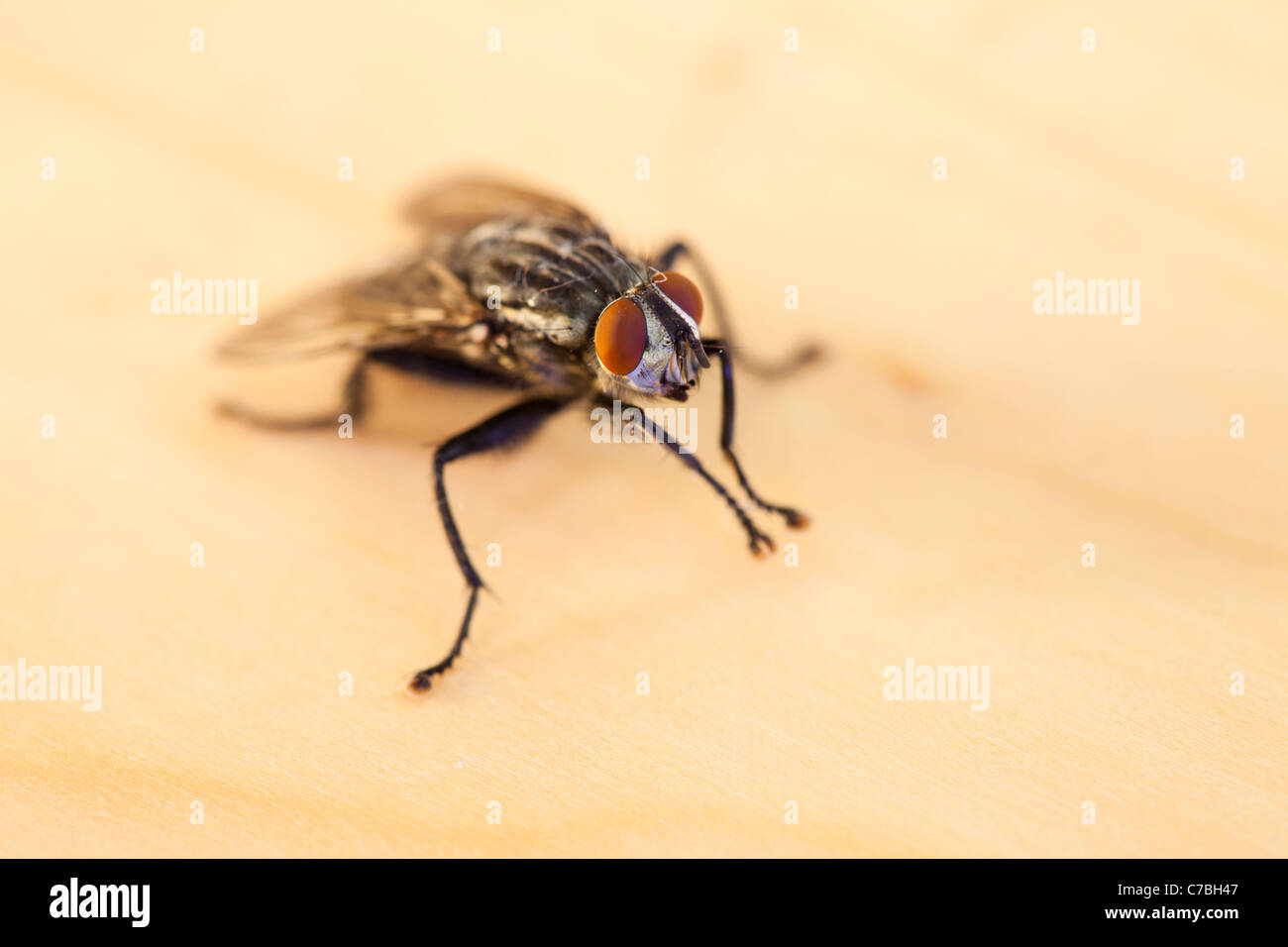 Close of British house fly rubbing its front legs Stock Photo - Alamy