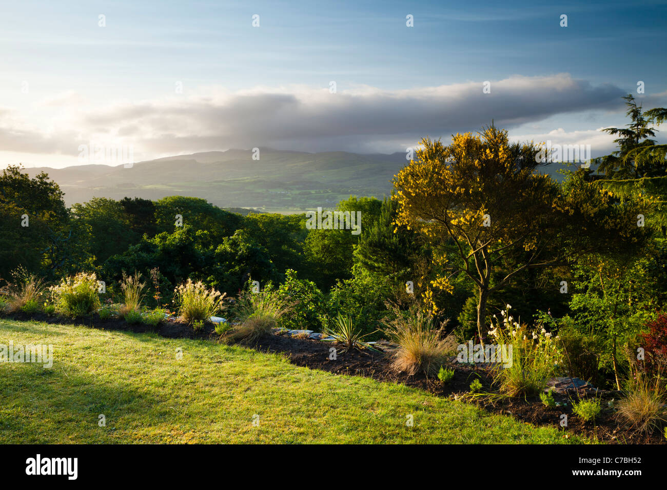 Snowdonia plants hi-res stock photography and images - Alamy