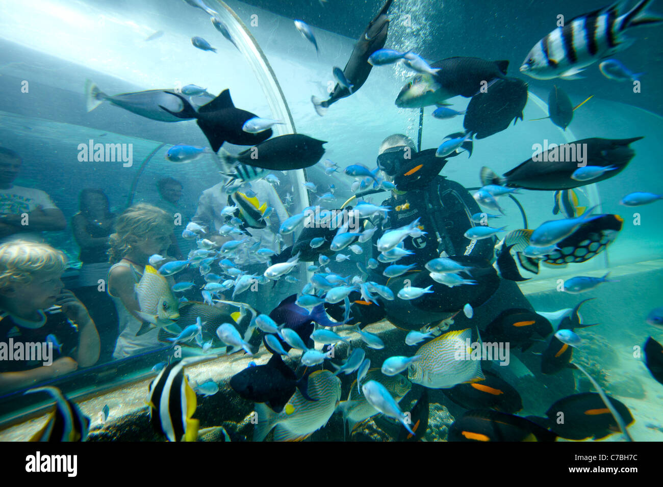 Reef hq hi-res stock photography and images - Alamy