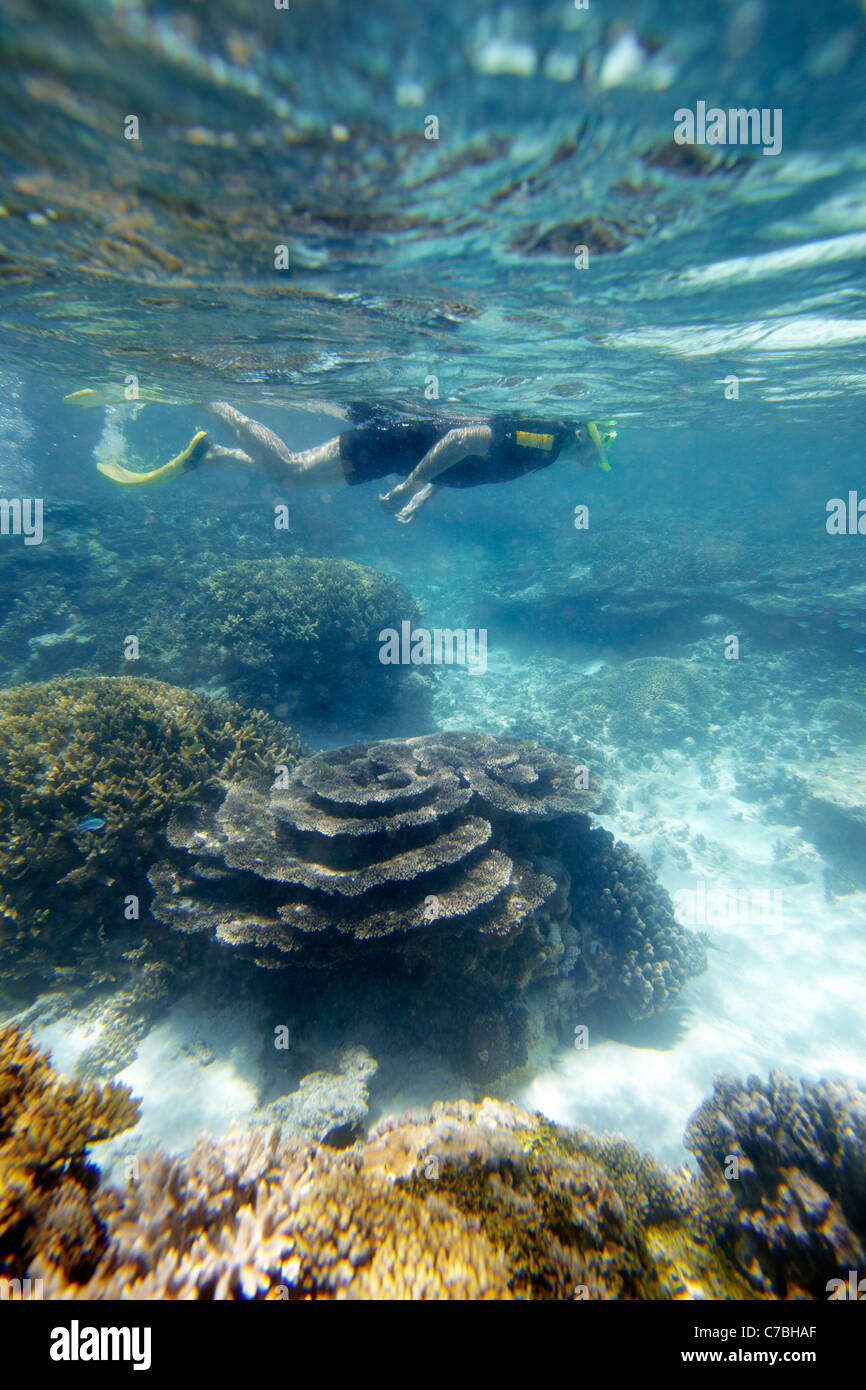 Diver and coral near Wilson Island part of the Capricornia Cays ...
