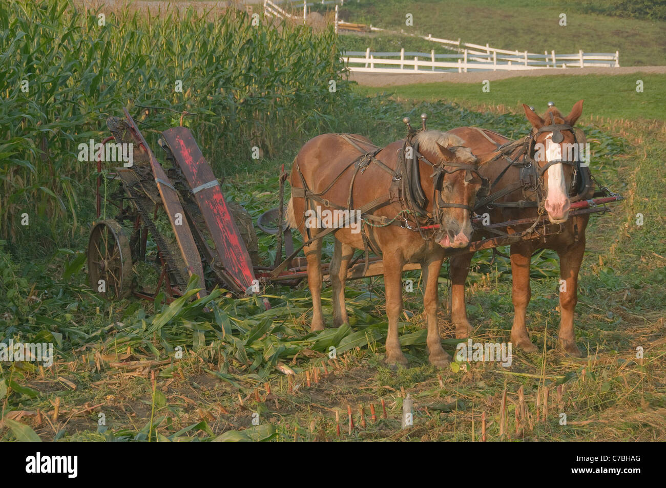 Amish corn cutter and team of horses USA Stock Photo - Alamy