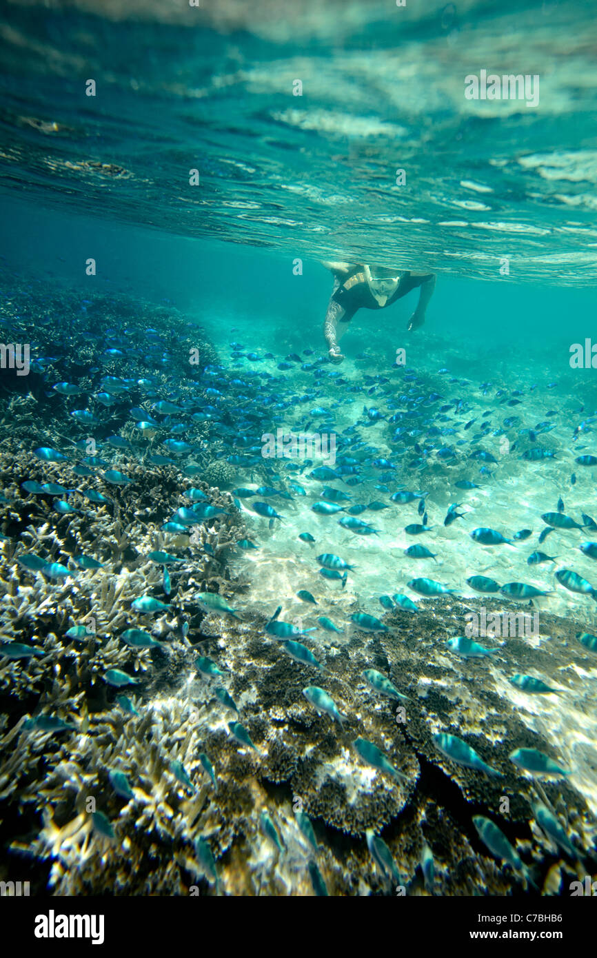 Great barrier reef fish hi-res stock photography and images - Alamy