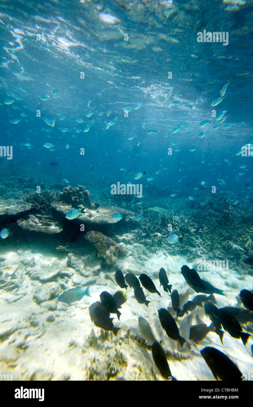 Underwater view with shoal of fish hi-res stock photography and images ...