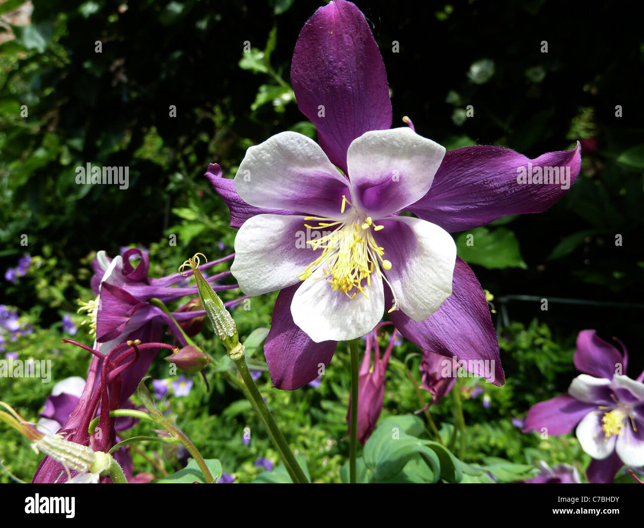 Magnoliophyta class hi-res stock photography and images - Alamy