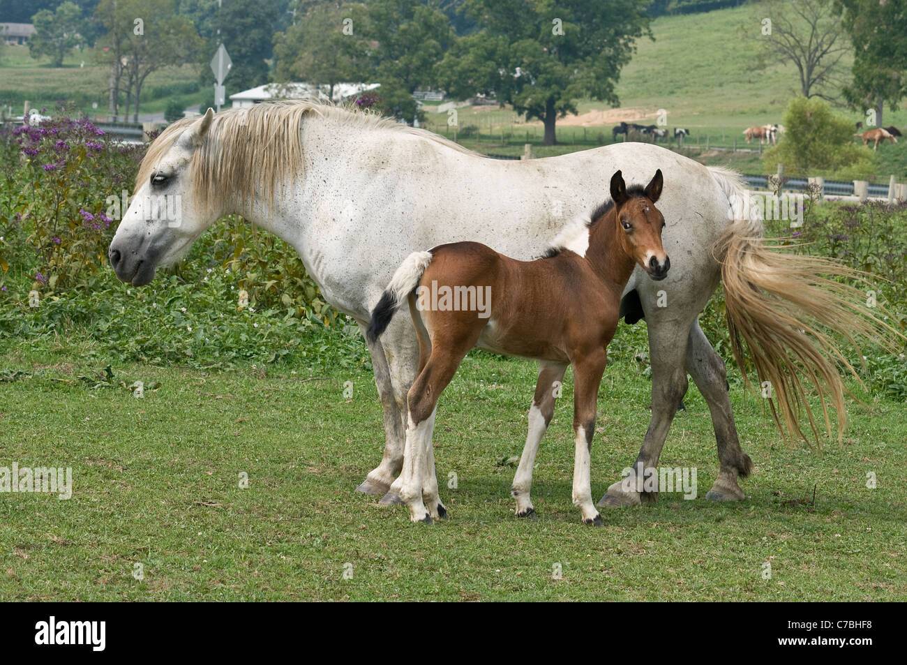 Mother horse with colt hi-res stock photography and images - Alamy