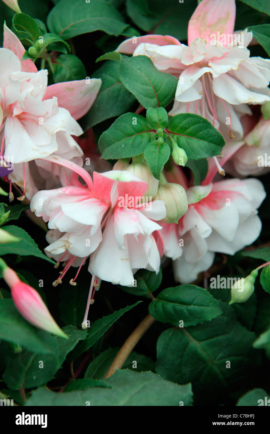 Devonshire dumpling hi-res stock photography and images - Alamy