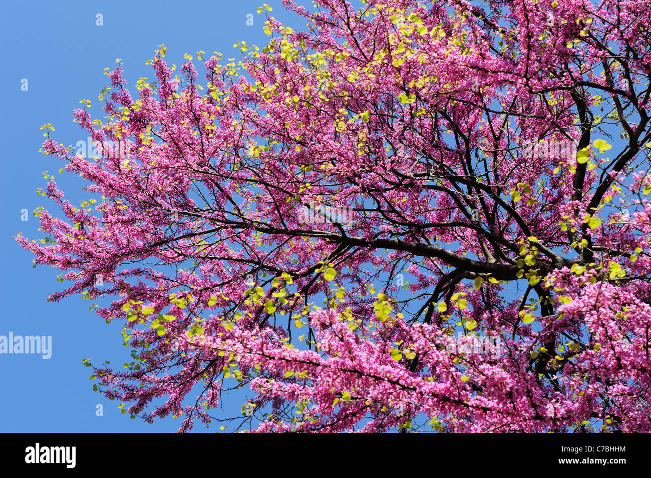 Pink blossoms judas trees hi-res stock photography and images - Alamy