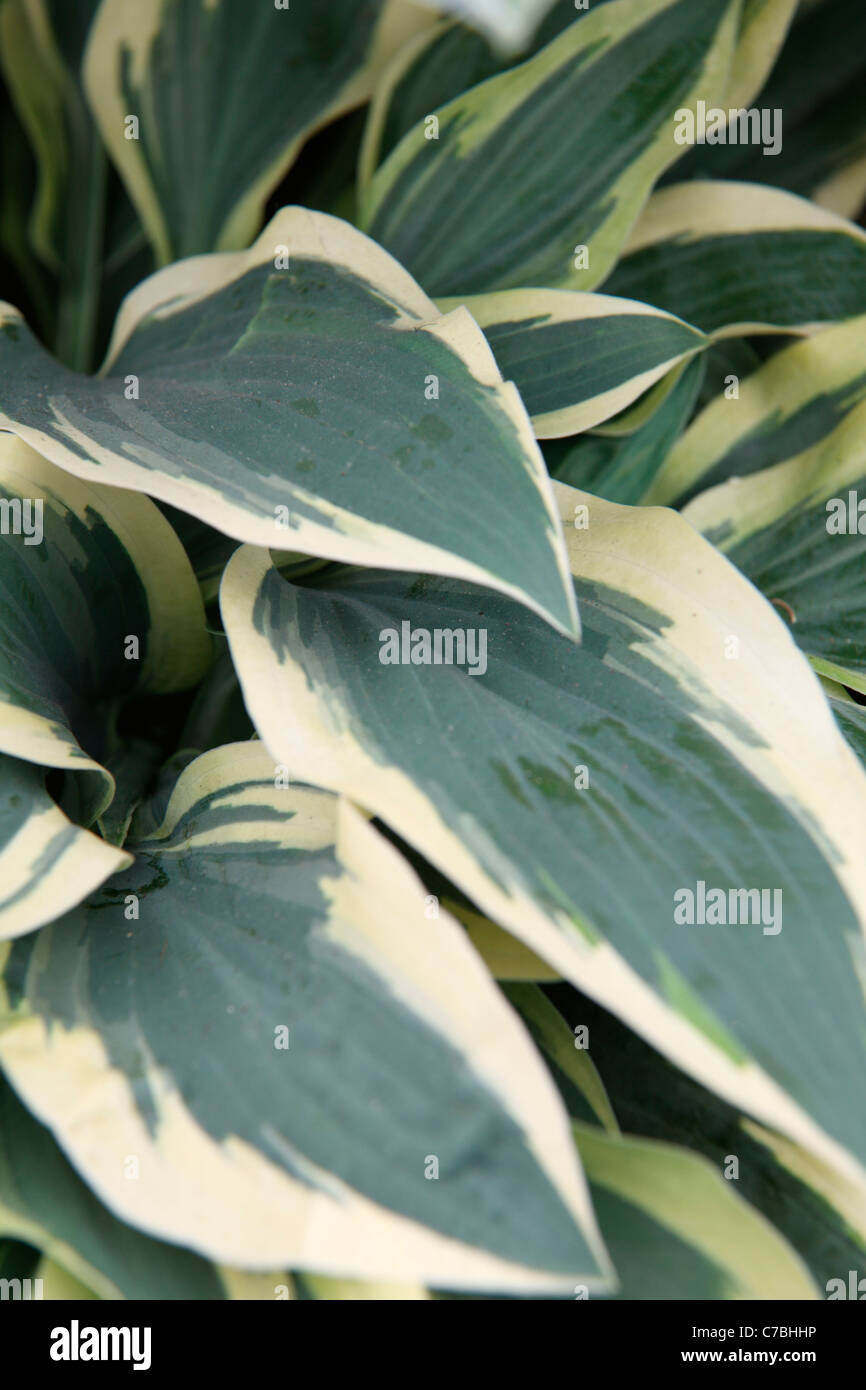 Hosta 'Wolverine' RHS Chelsea Flower Show 2011 Stock Photo - Alamy