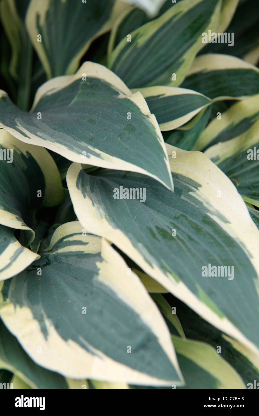 Hosta 'Wolverine' RHS Chelsea Flower Show 2011 Stock Photo - Alamy