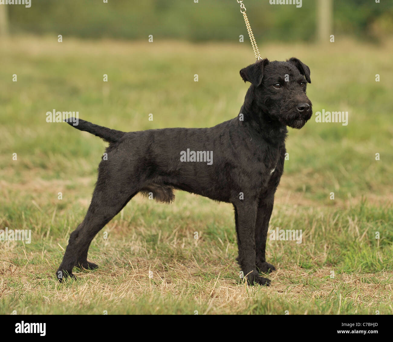 What Should I Feed My Patterdale Terrier