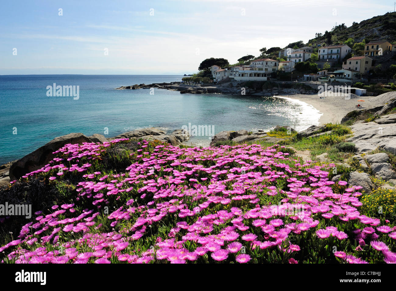 Pink sour fig above Mediterranean bay beach and village in background ...