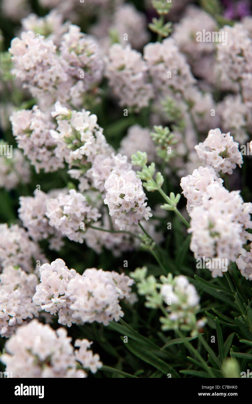 Lavandula Angustifolia Alba High Resolution Stock Photography and ...