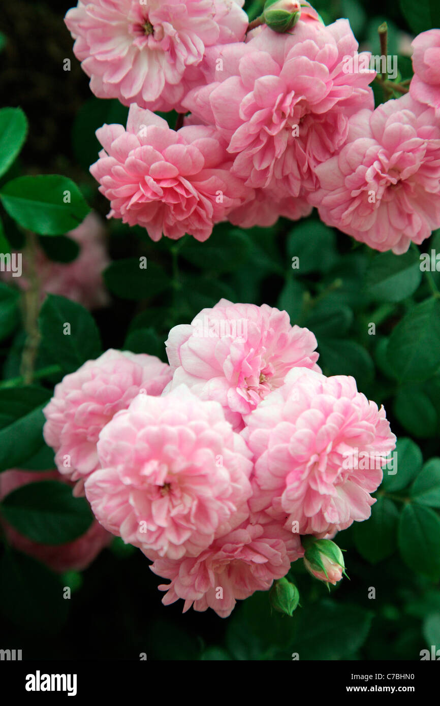 Chelsea Rose Stock Photos & Chelsea Rose Stock Images - Alamy