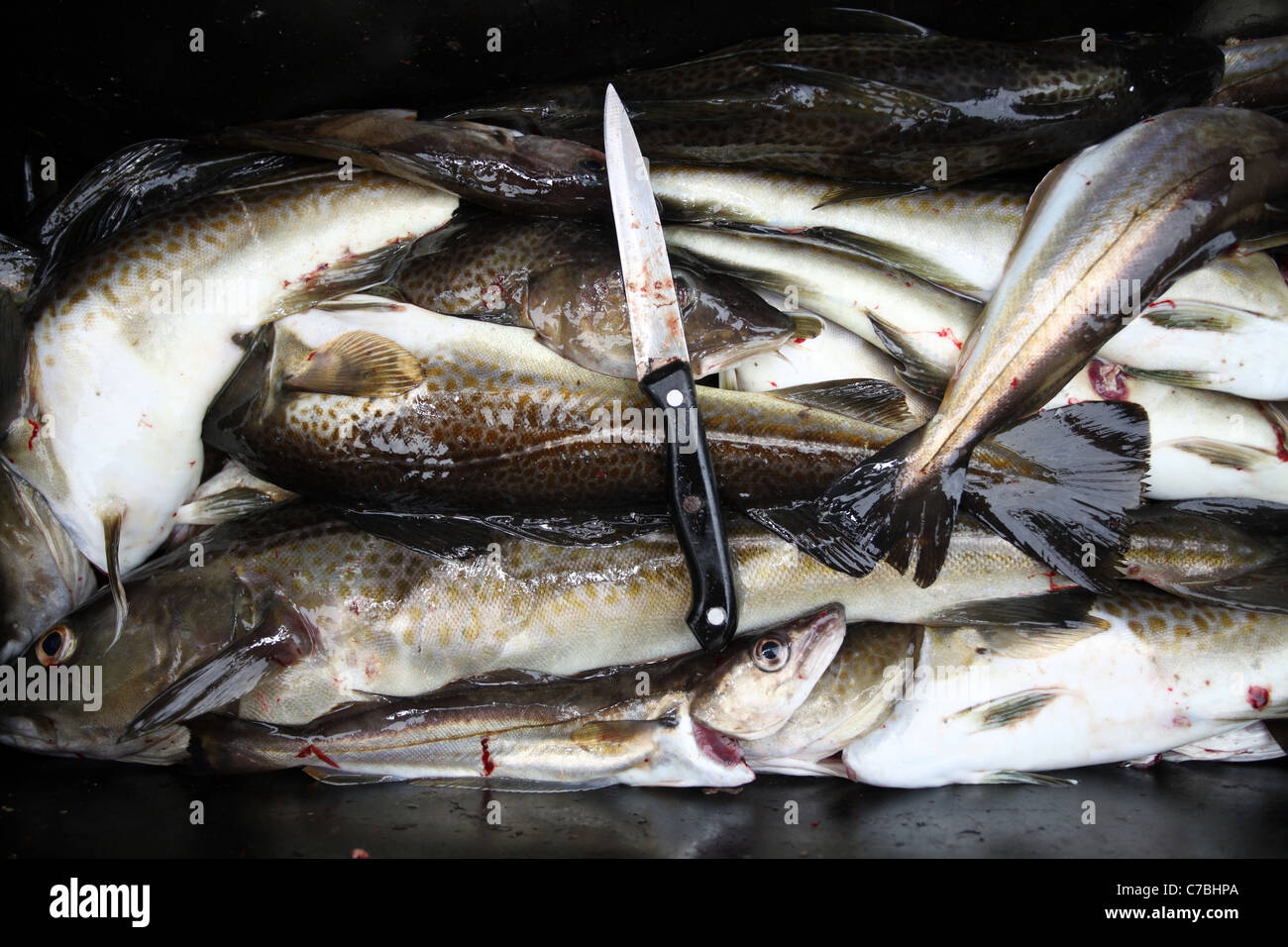 German freshwater fish hi-res stock photography and images - Alamy