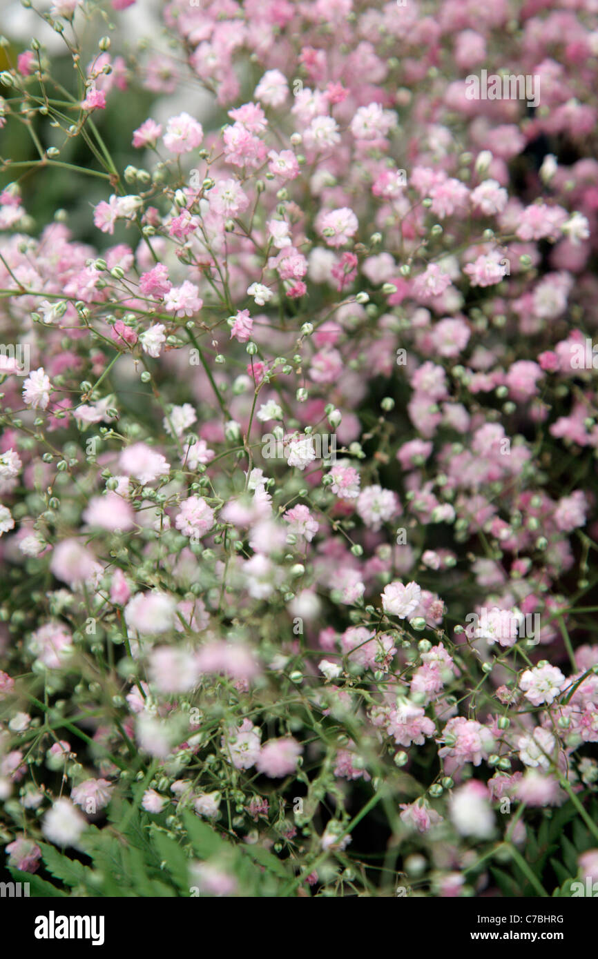 Gypsophila paniculata 'Festival Pink' RHS Chelsea Flower Show 2011 ...