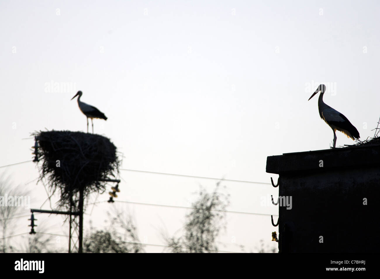 Storks of spain hi-res stock photography and images - Alamy