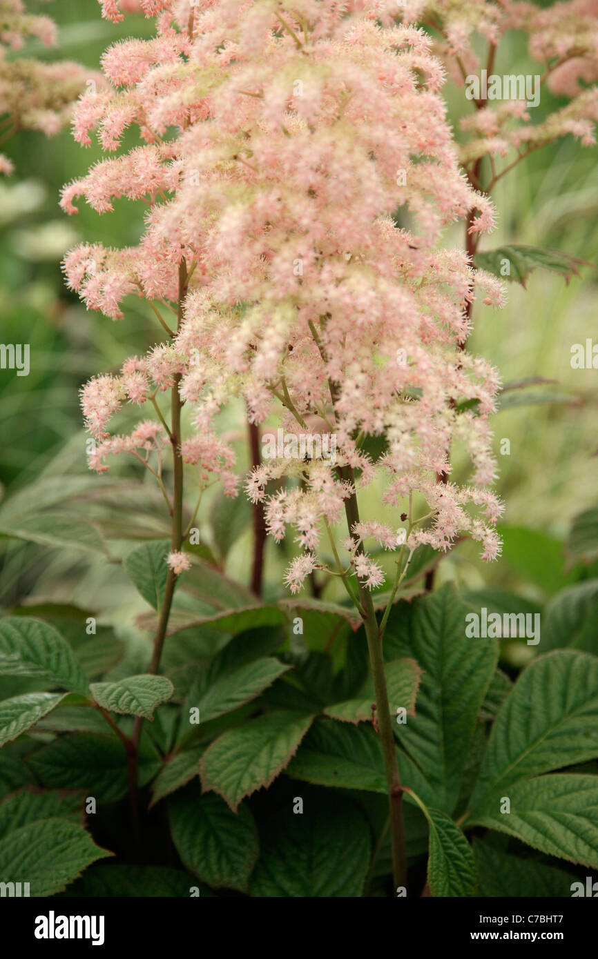 Rodgersia 'Irish Bronze' RHS Chelsea Flower Show 2011 Stock Photo - Alamy