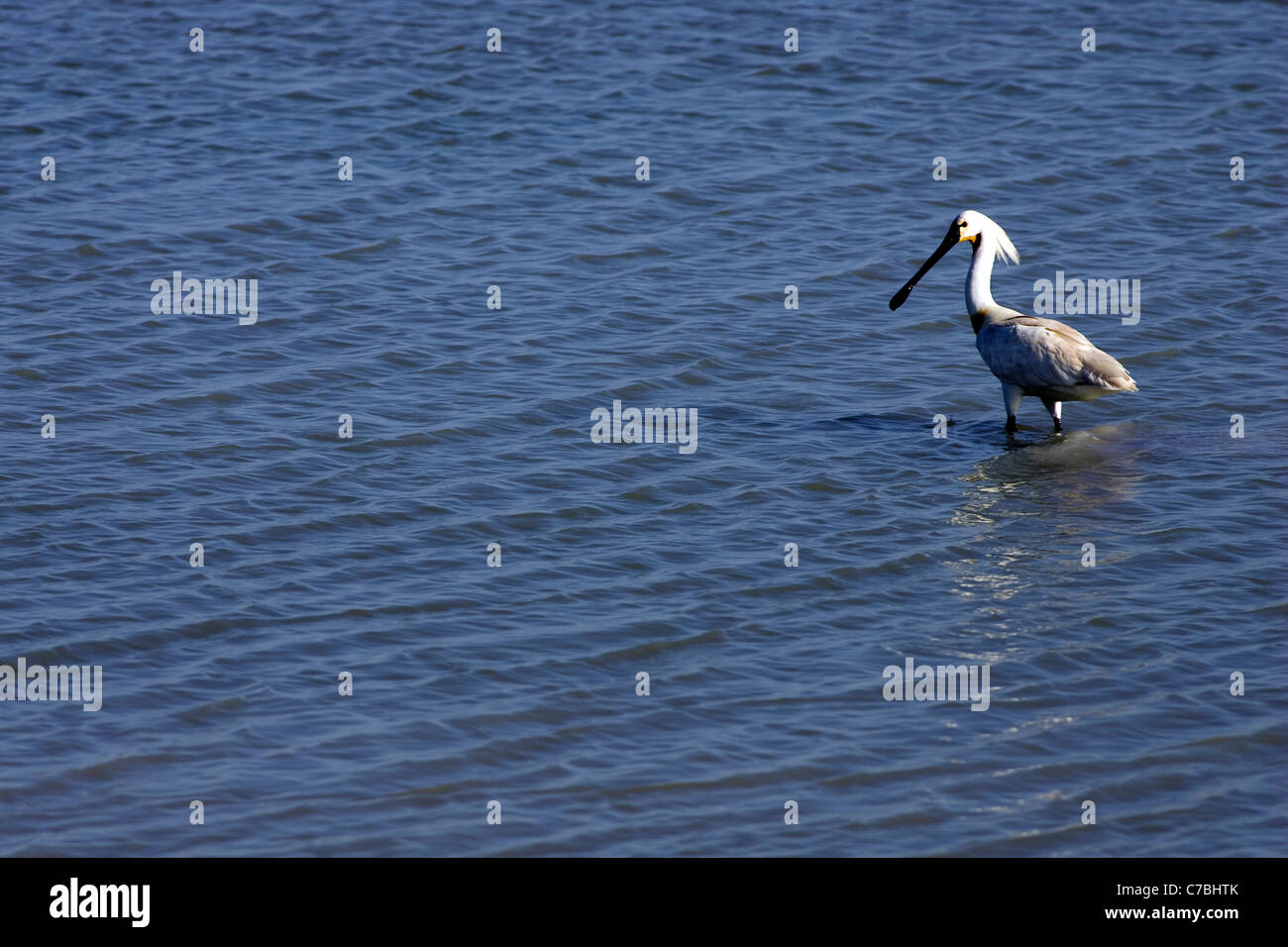 A spoonbill wattling through the water Stock Photo - Alamy