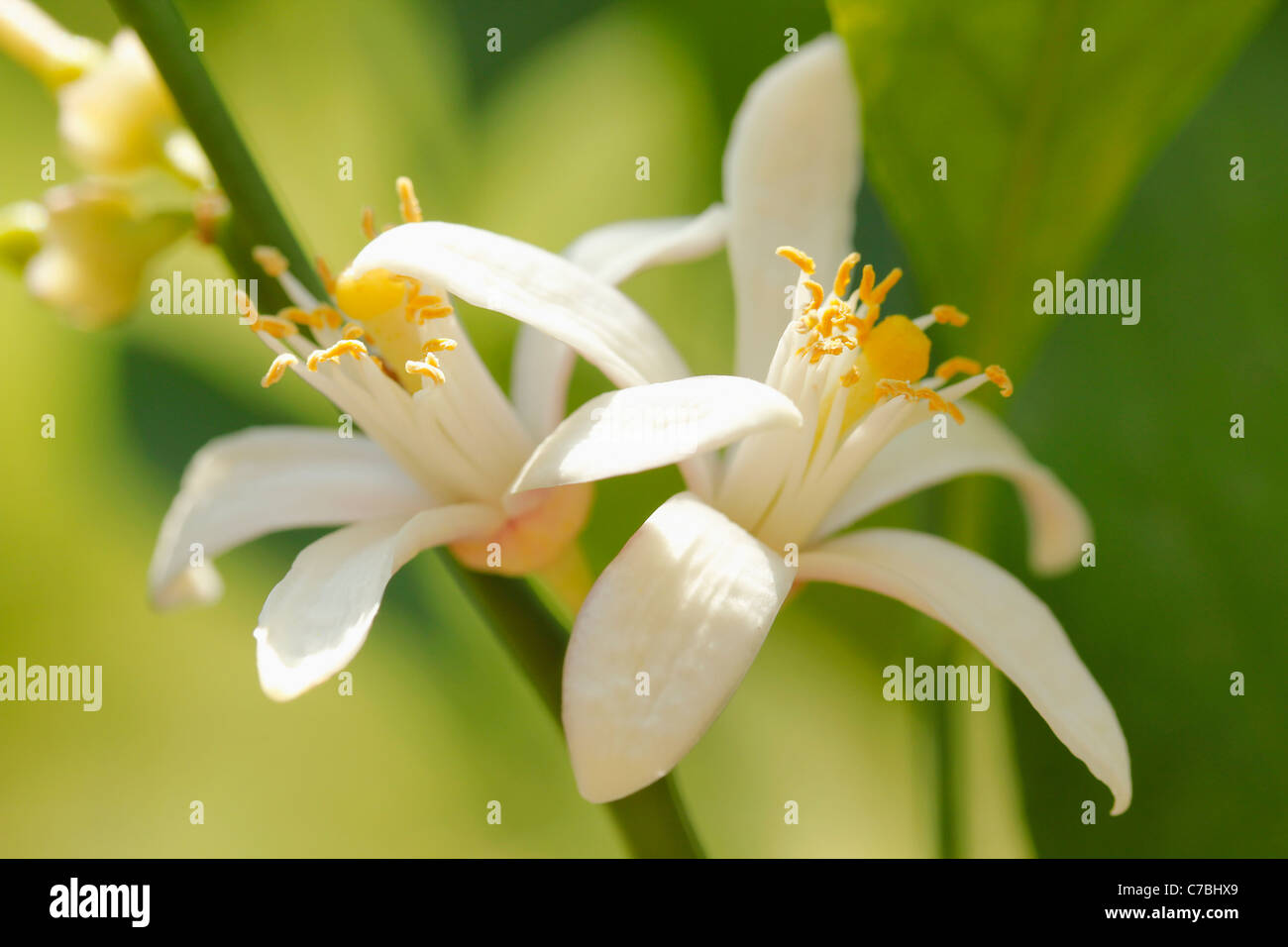 Orange blossom citrus aurantium hi-res stock photography and images - Alamy