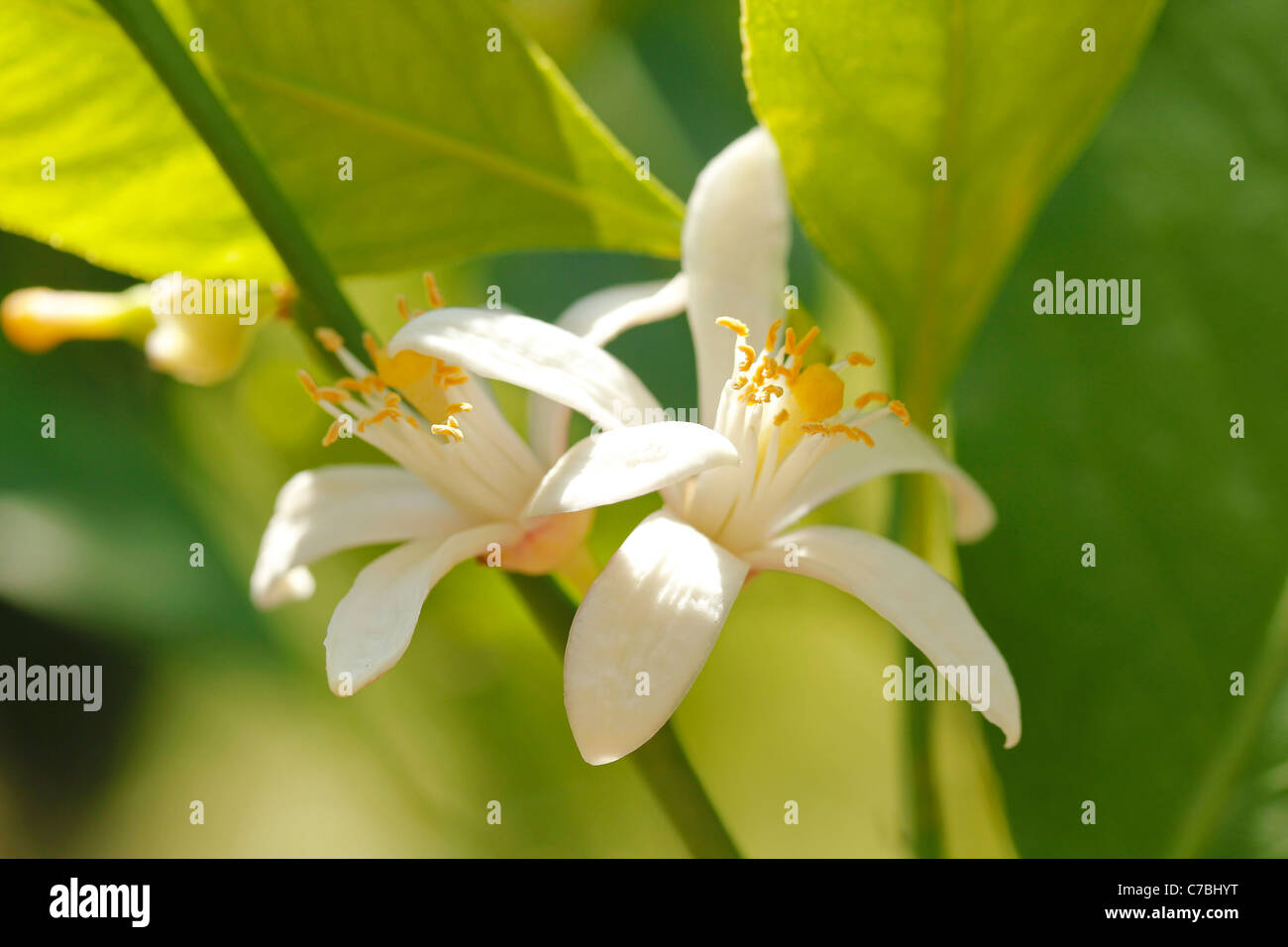 Bloom blossom flowering hi-res stock photography and images - Alamy