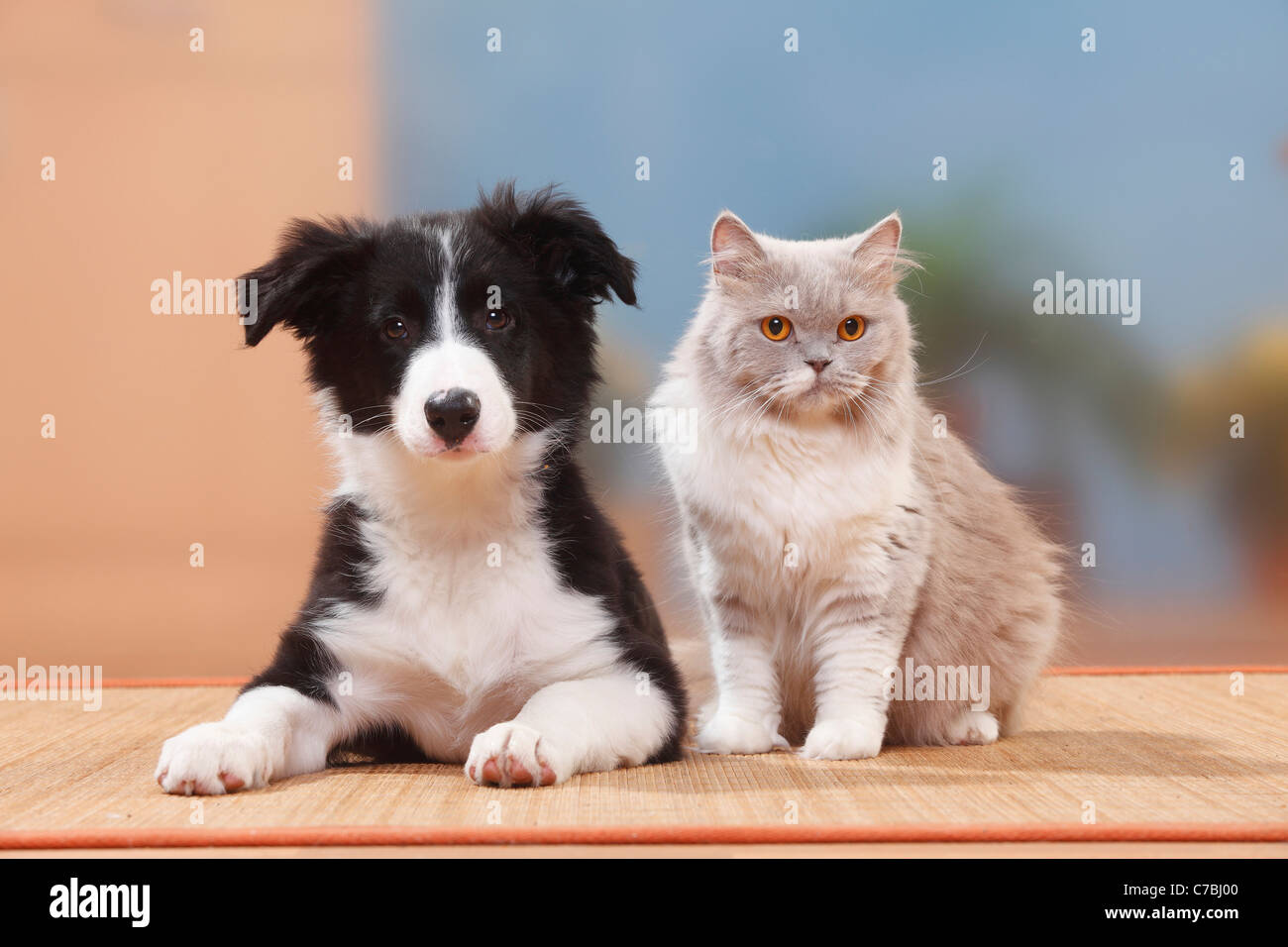 Are Border Collies Cat Friendly Petspets The Nest