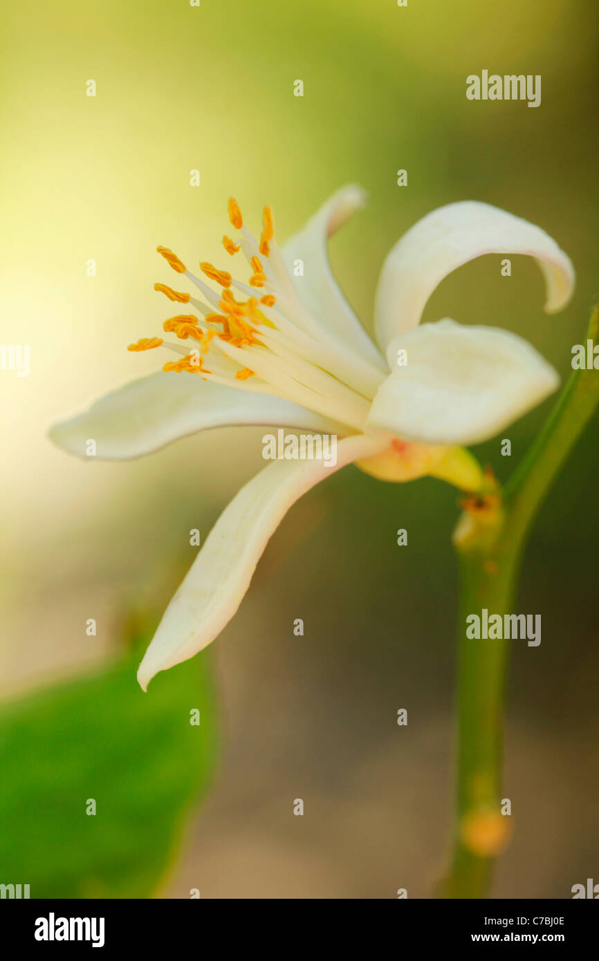 Azahar flowers hi-res stock photography and images - Alamy