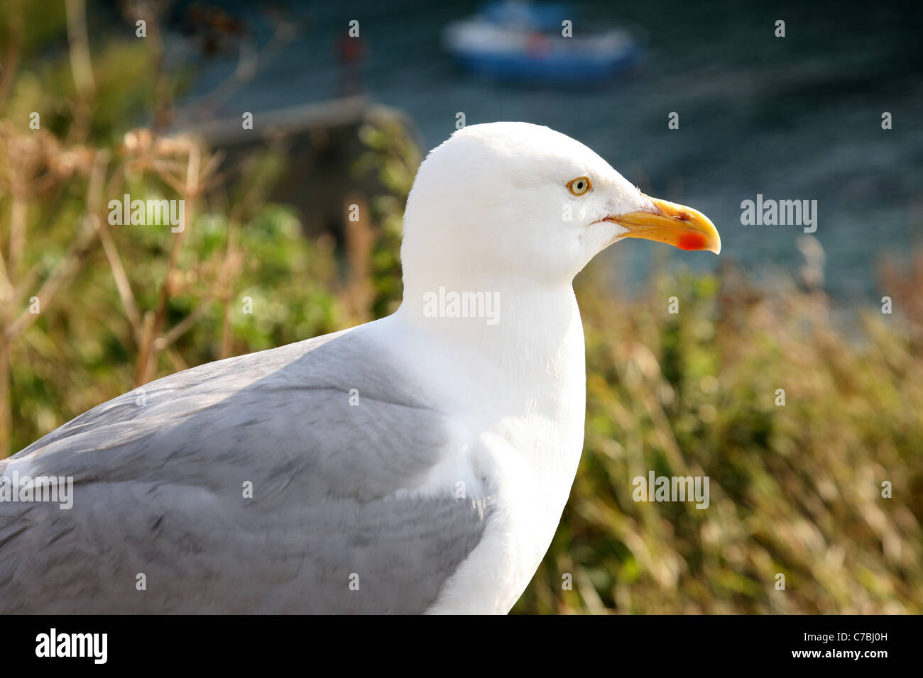 Patient seagull hi-res stock photography and images - Alamy