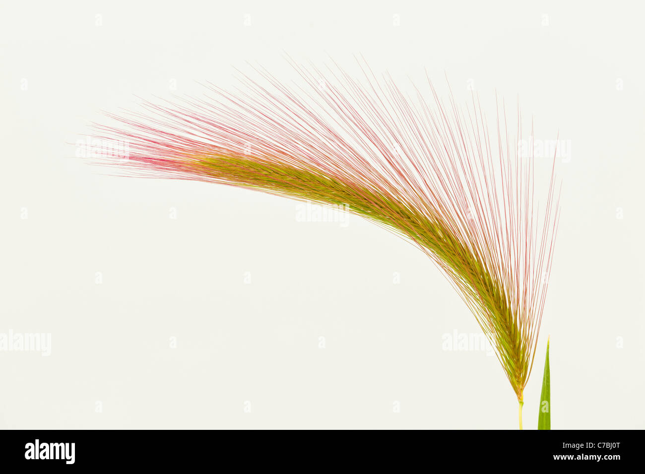 Closeup of Squirreltail Grass (Hordeum jubatum) in Chugach State Park ...