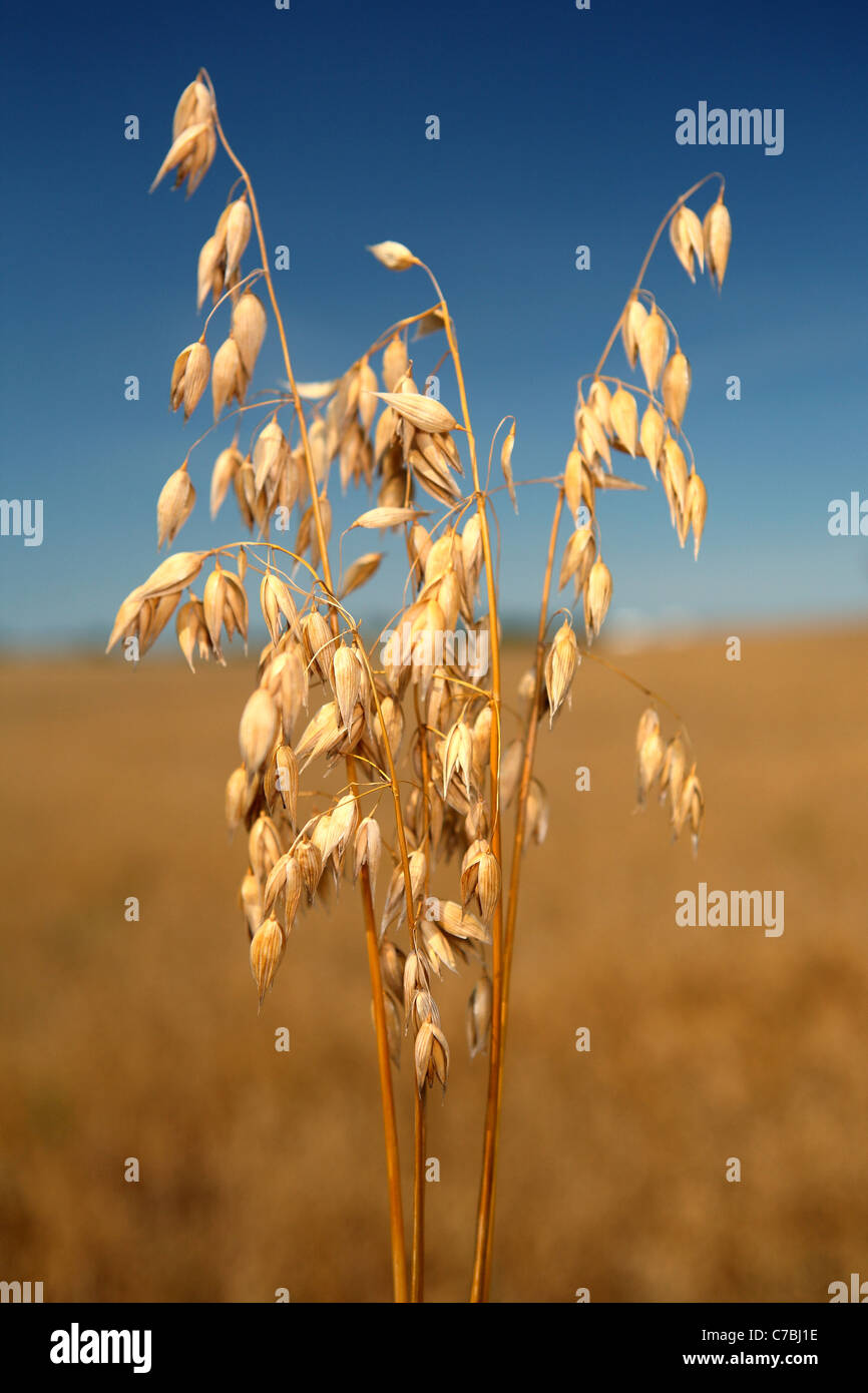 Blue avena grass hi-res stock photography and images - Alamy