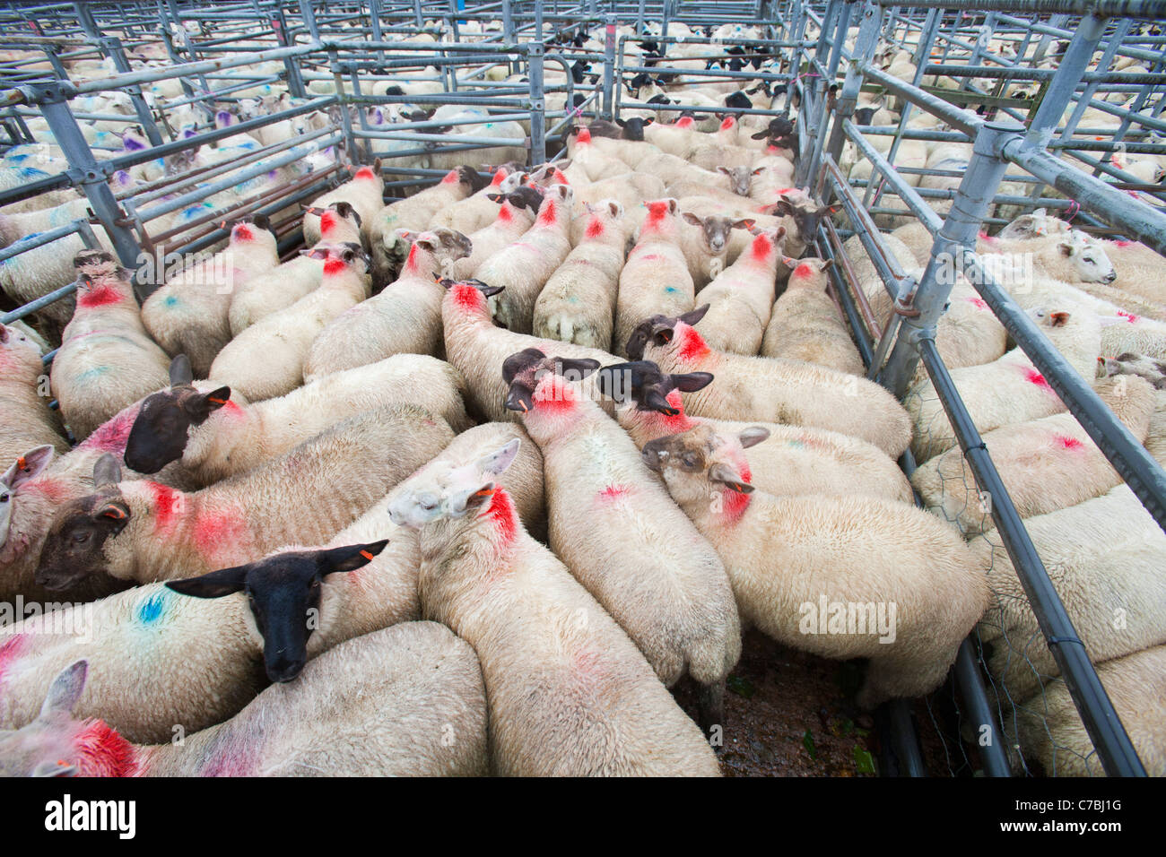 Devon farmers market hi-res stock photography and images - Alamy
