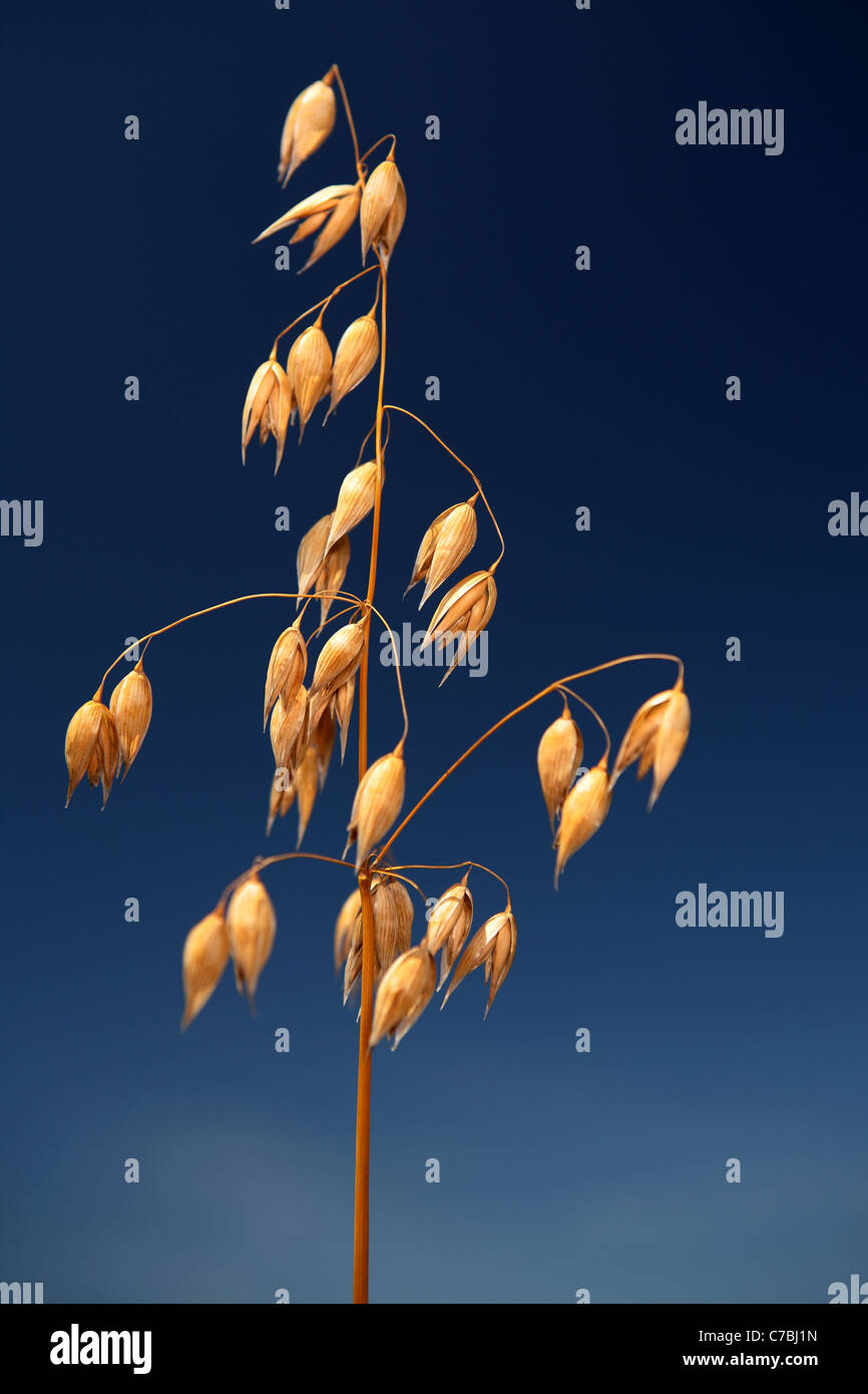 Oat panicle against blue sky Stock Photo - Alamy
