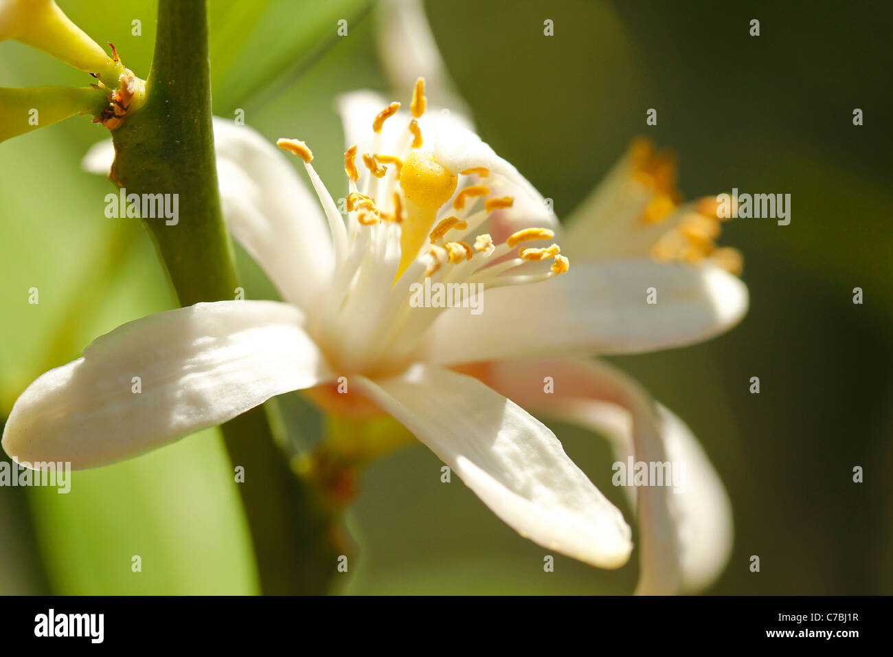 Orange citrus bloom orange tree hi-res stock photography and images - Alamy