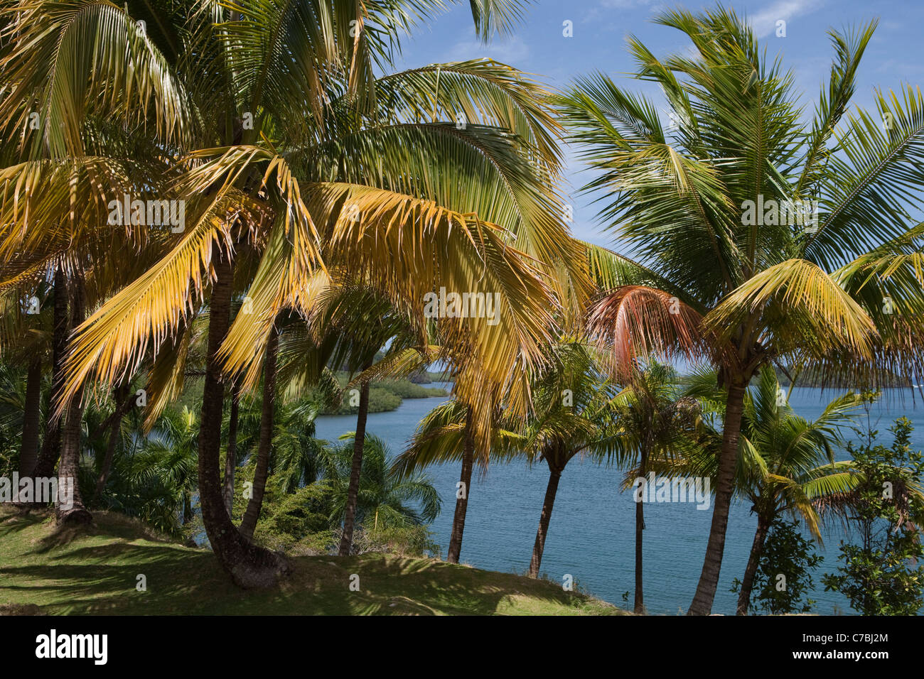 Coconut trees and Bahia de Taco bay in Parque Nacional Alejandro de ...