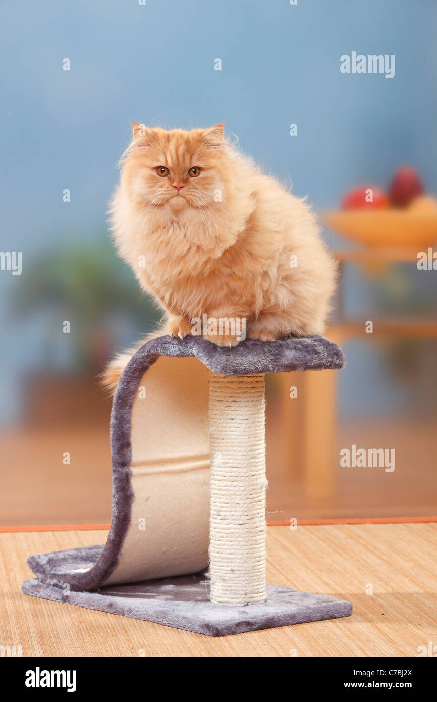 Britisch Longhair, tomcat / Highlander, Lowlander, Britanica, cat tree ...