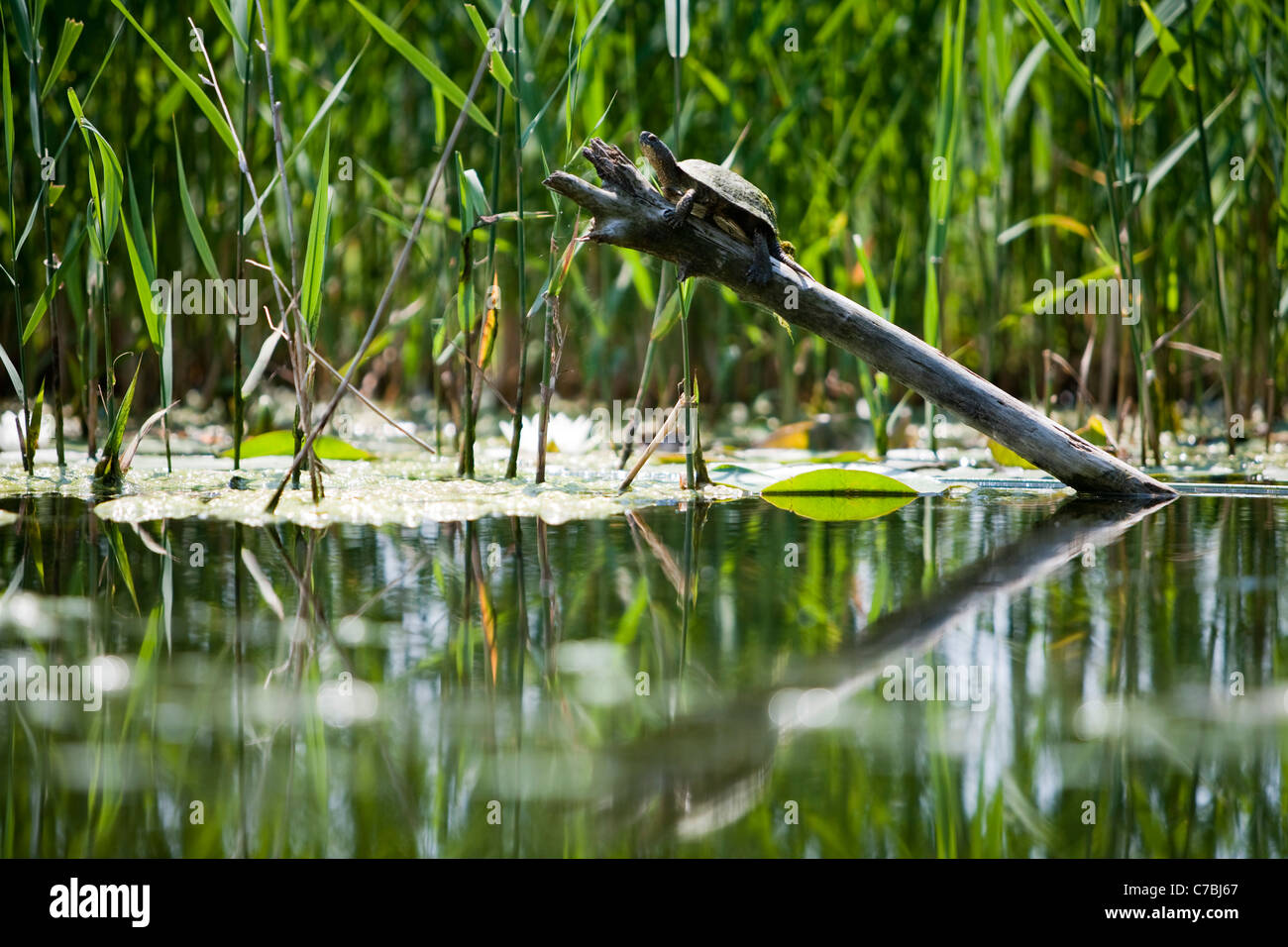 Turtle in pond at Riserva Isola della Cona nature reserve, near Grado ...