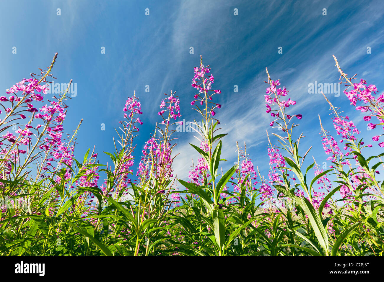 Ground up closeup of Common Fireweed (Epilobium angustifolium) in ...