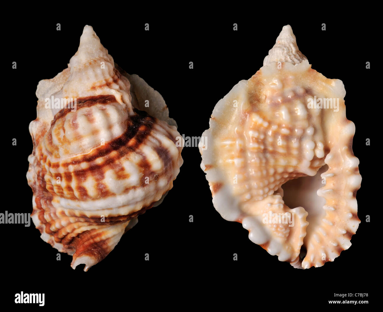 Distorsio hi-res stock photography and images - Alamy