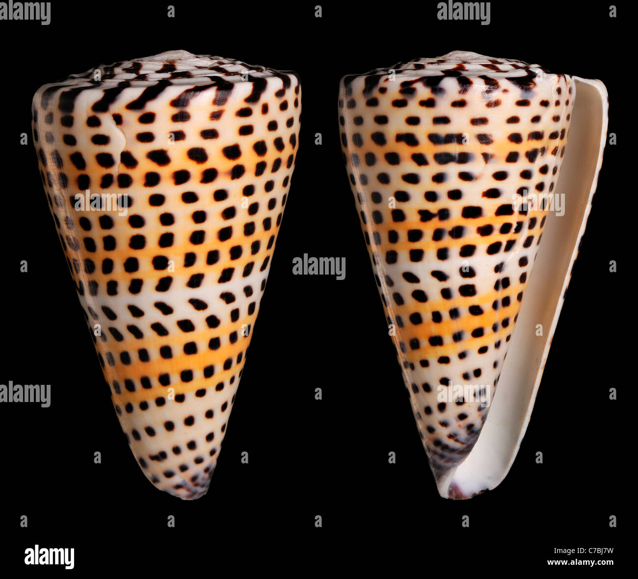 Bulk Cone Sea Shells at Rose Holeman blog